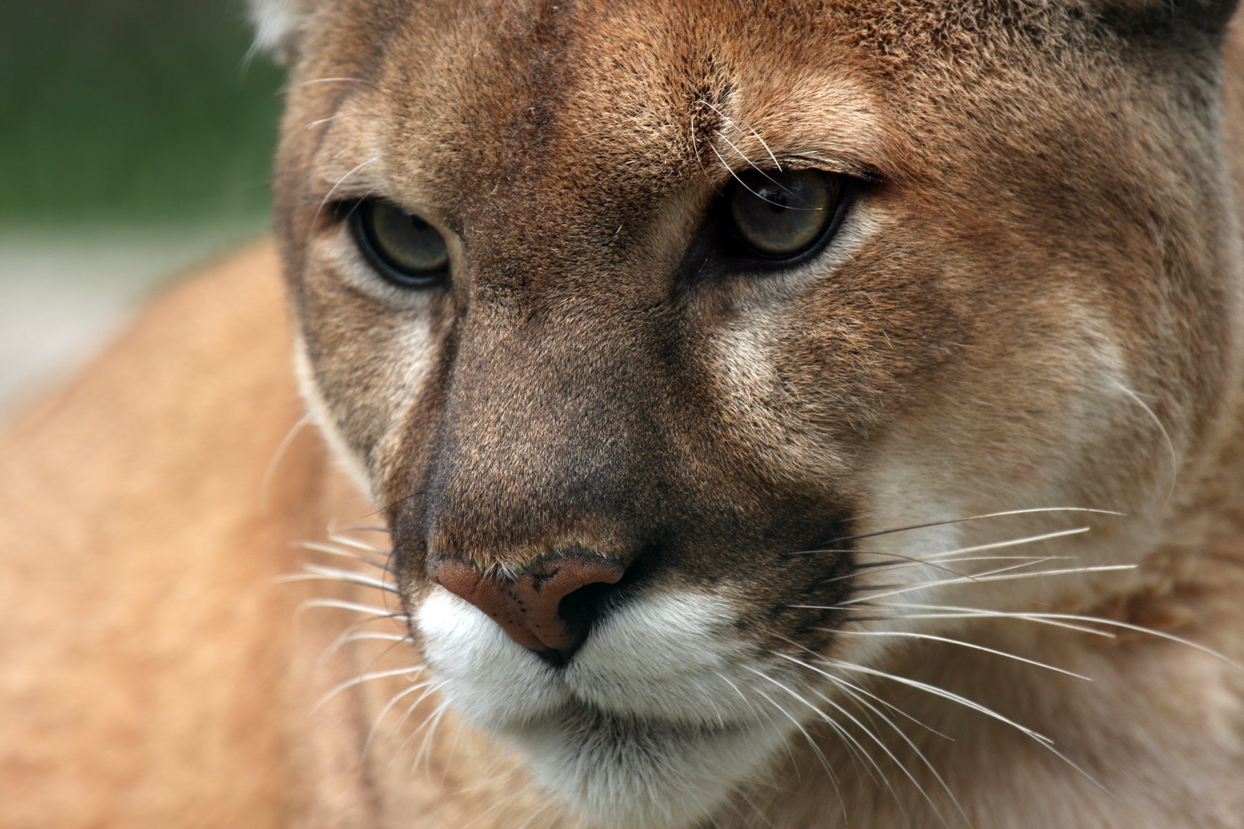 Ebern Designs Cougar - Wrapped Canvas Photograph | Wayfair