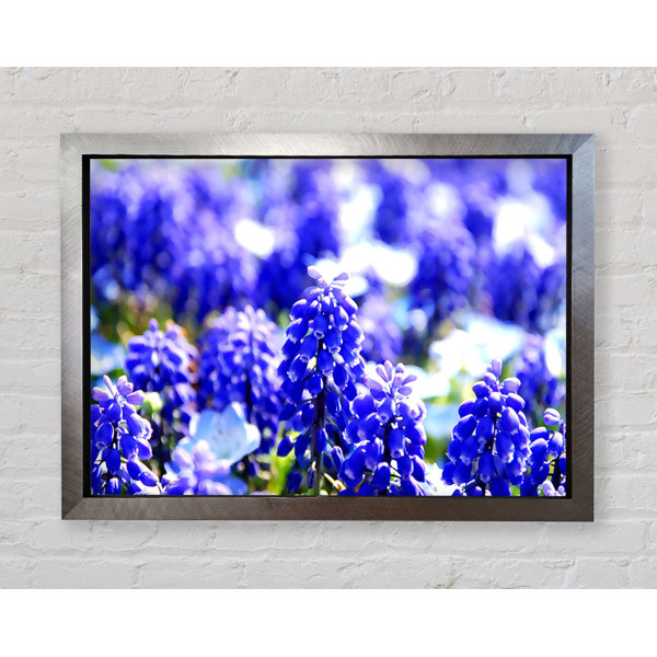 Bright Star Grape Hyacinths - Single Picture Frame Art Prints | Wayfair ...