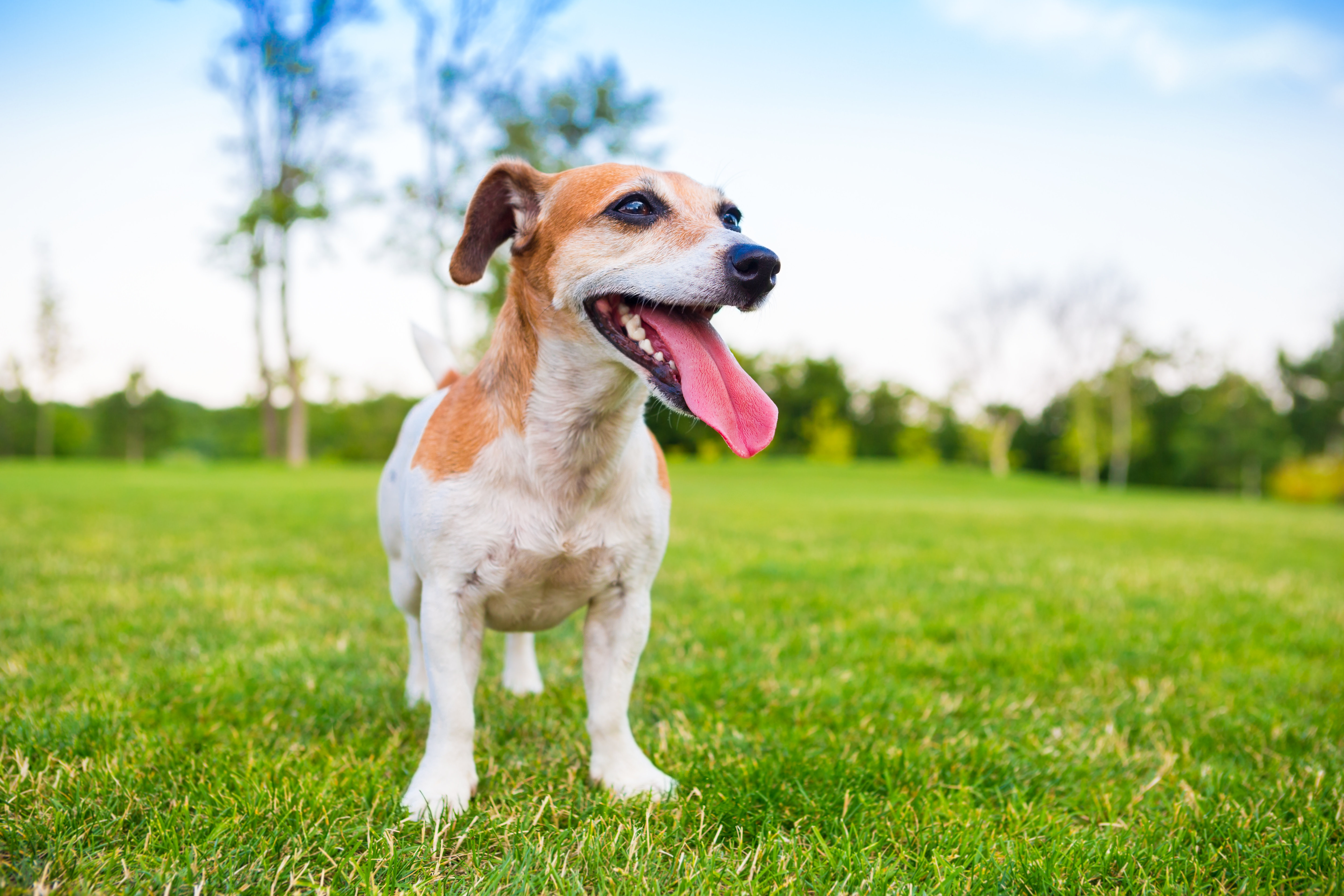 August Grove® Asoni Nature Active Dog On Canvas by Fly_Dragonfly ...
