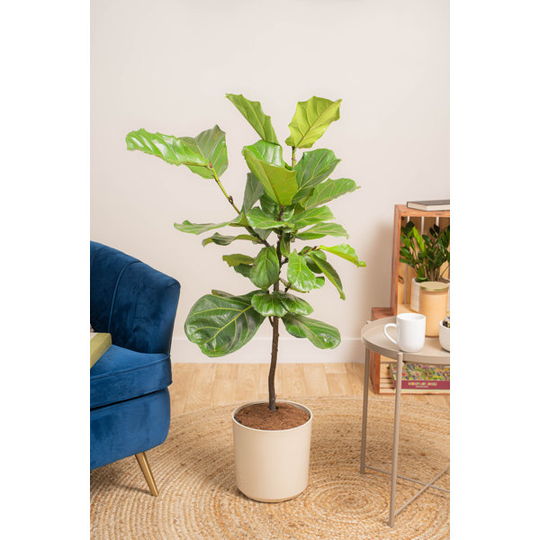 Costa Farms Indoor Fiddle Leaf Fig Ficus Lyrata Standard House Plant in ...