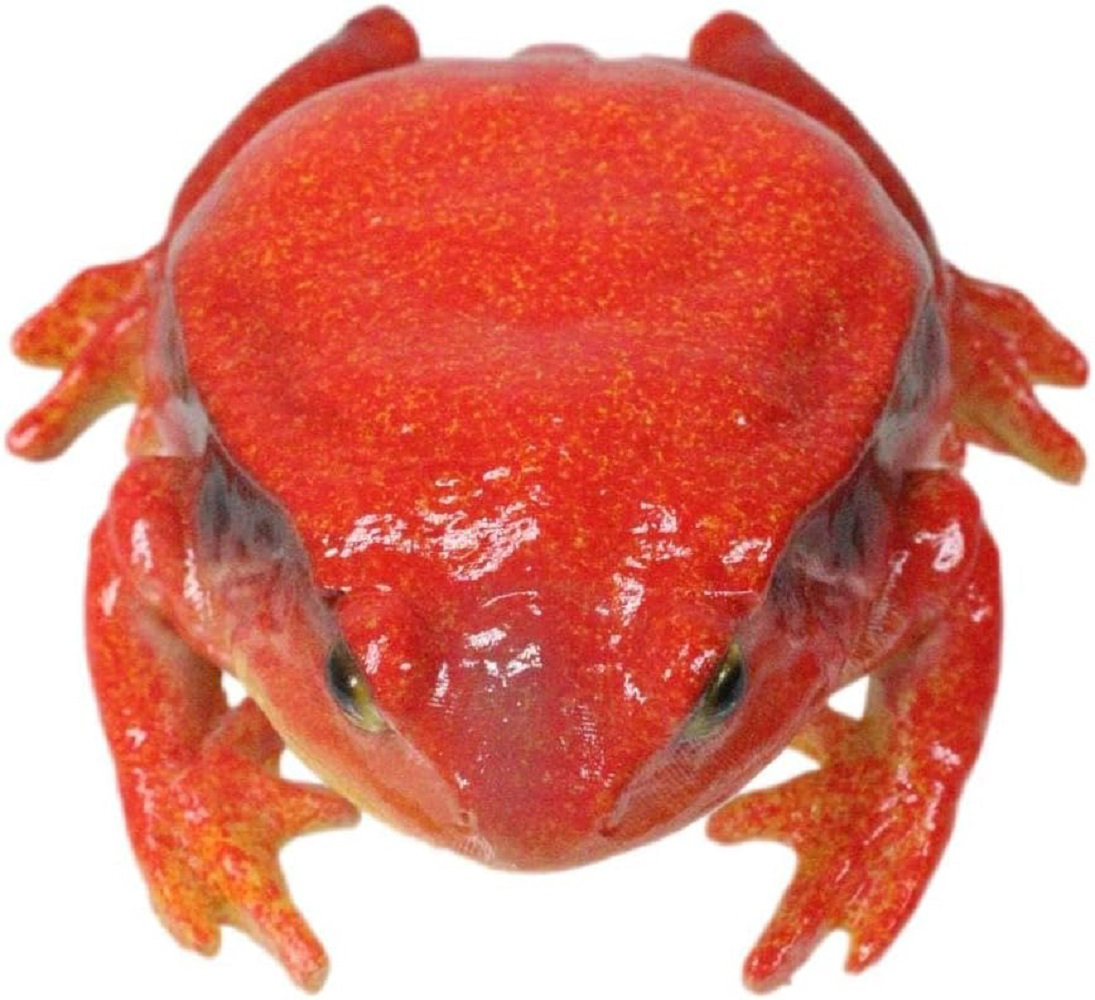Charlton Home® Amphibian Wild Creatures Realistic Northern Red Legged ...