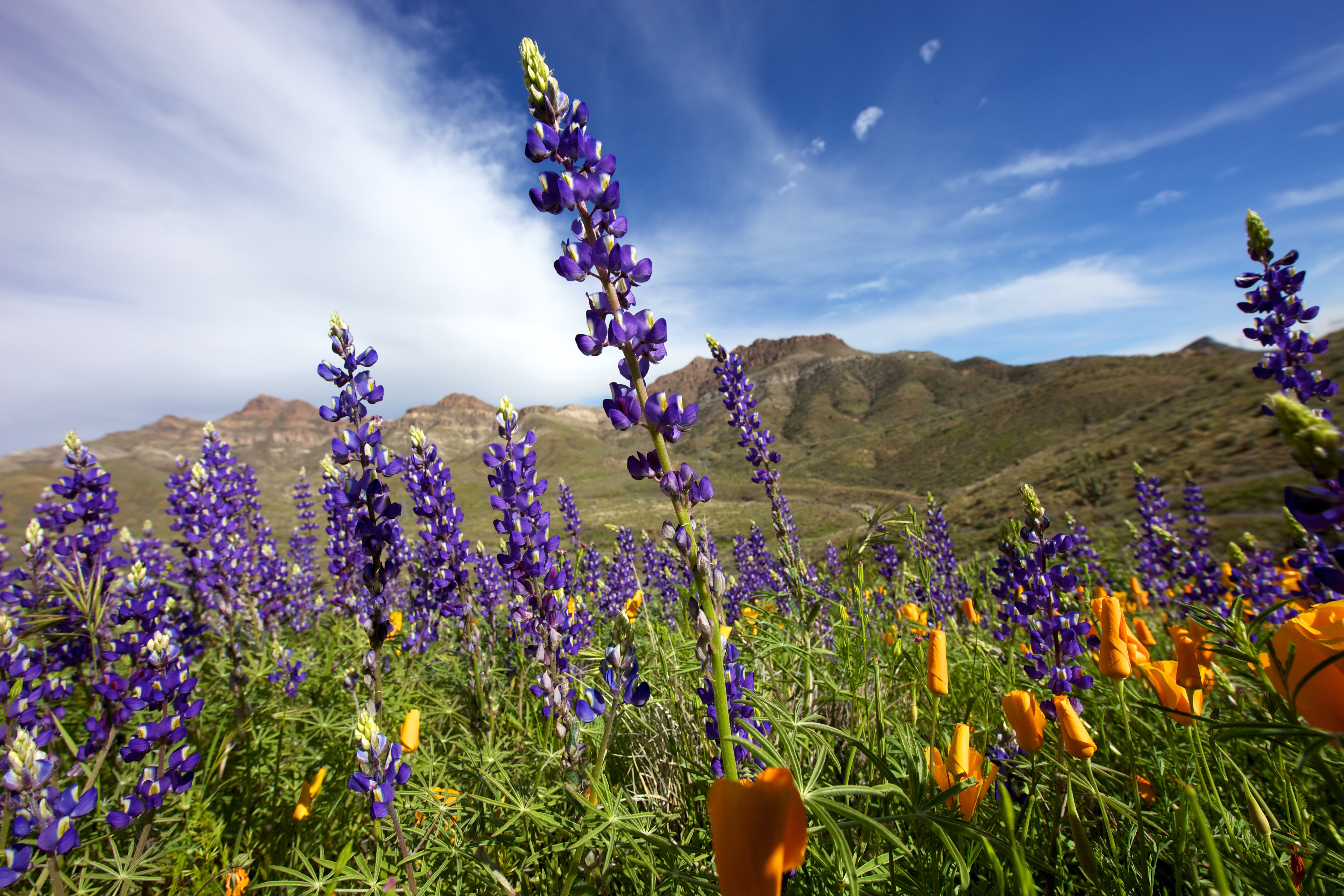 Loon Peak® Arizona Wildflowers in The Sun by Srabin | Wayfair