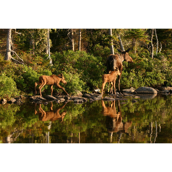 Alpen Home Delmer Moose Crossing A Lake by JZHunt - Wrapped Canvas ...