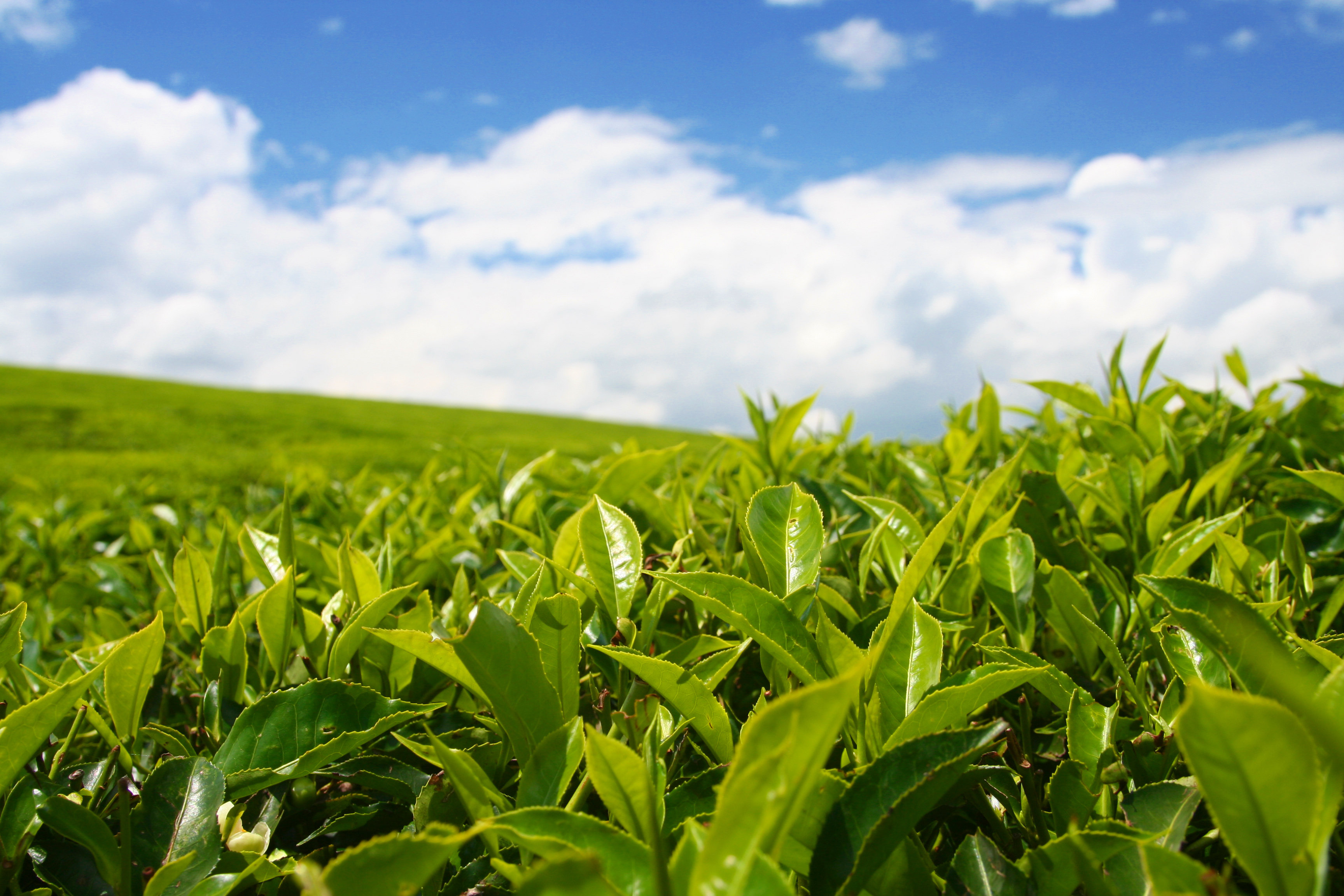 Ebern Designs Tea Plantation by Micheldenijs | Wayfair