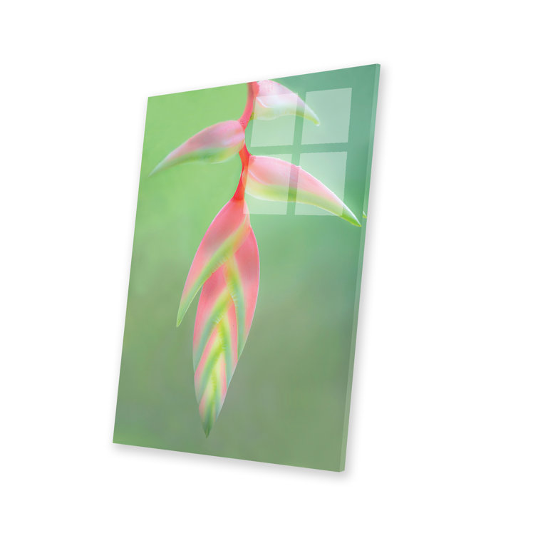 Latitude Run® Heliconia Flower, Sarapiqui, Heredia Province, Costa Rica ...