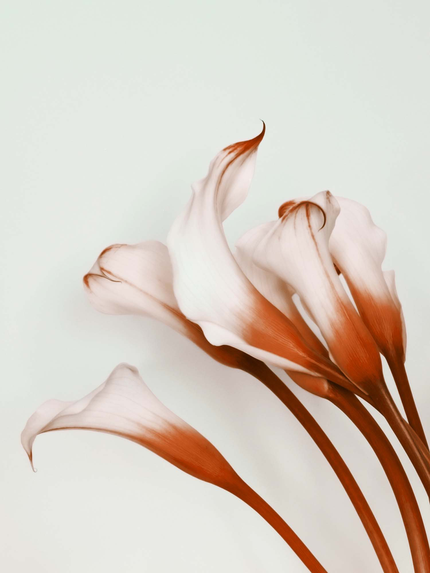 Yoffi Calla Lily Mint and Red by Leigh Viner - Wrapped Canvas ...