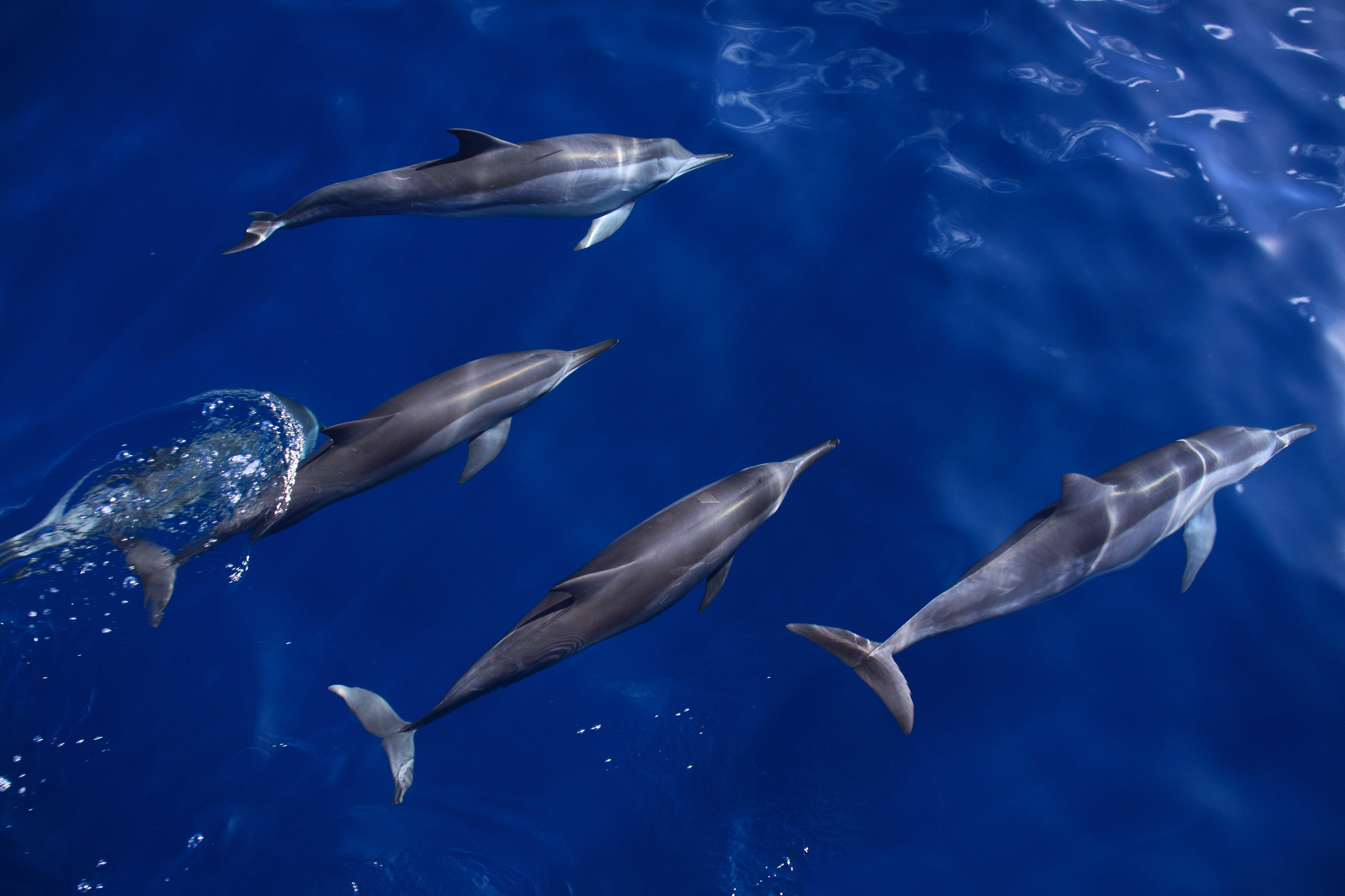 House of Hampton Spinner Dolphins, Atlantic Ocean - Wrapped Canvas ...