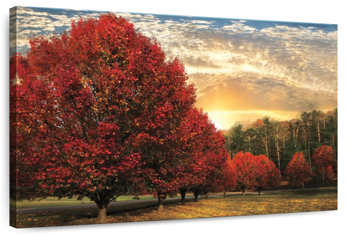 Millwood Pines Alvord Crimson Trees | Wayfair