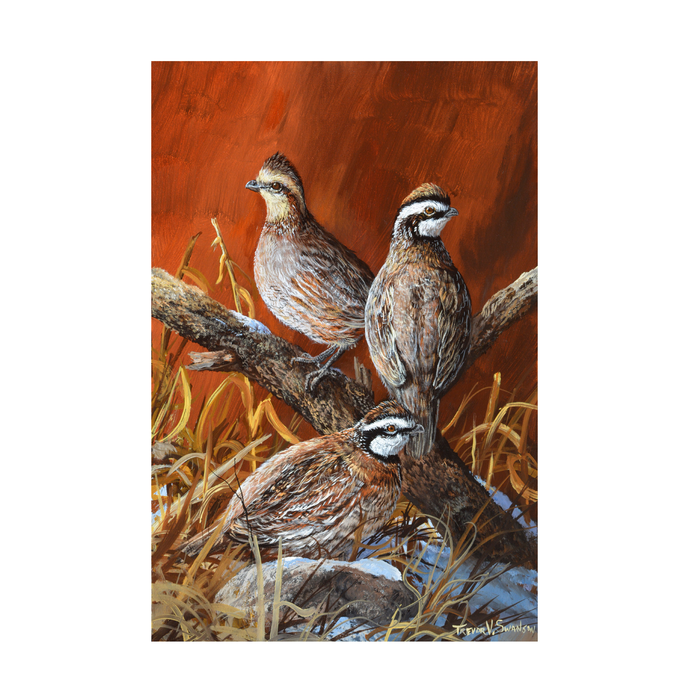 Winston Porter Bobwhite Trio 4 by Trevor V. Swanson Canvas Art | Wayfair