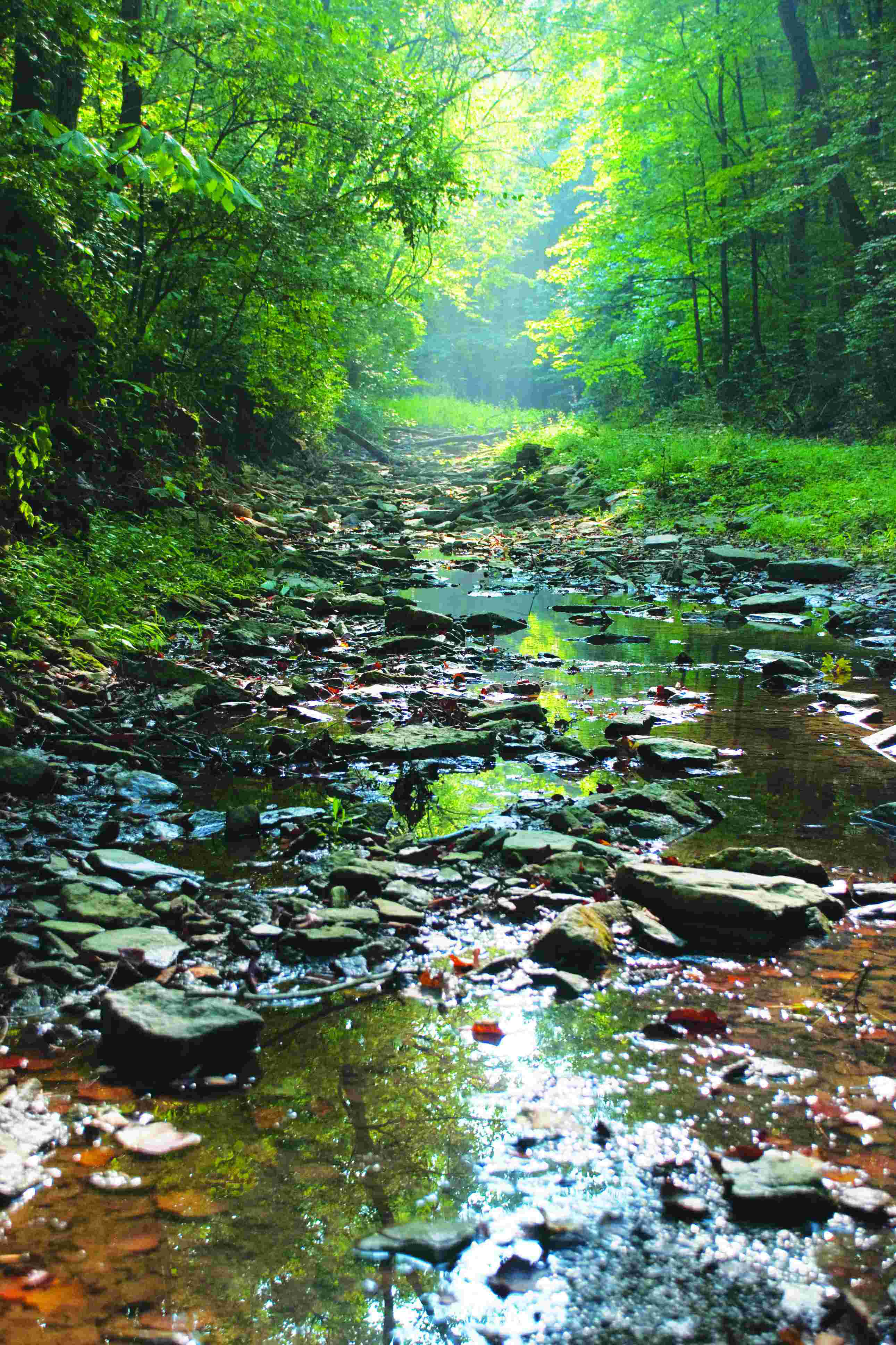 Millwood Pines Babbeling Brook - Wrapped Canvas Graphic Art | Wayfair