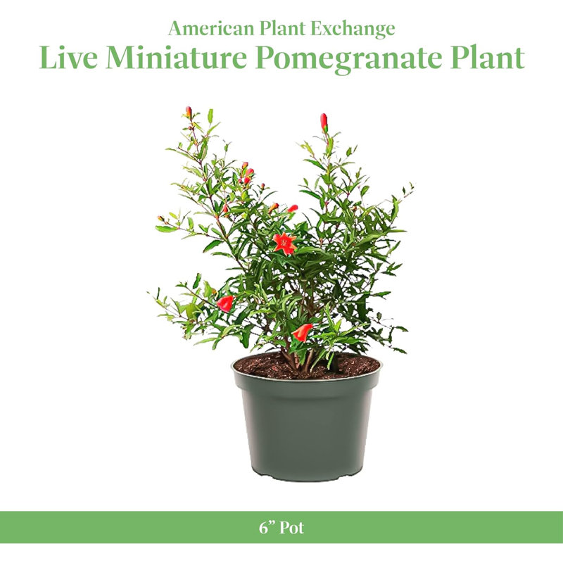 American Plant Exchange Dwarf Pomegranate Tree, Live Fruiting Plant, 6 ...