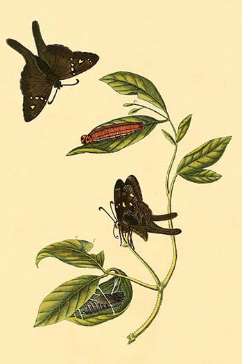 Buyenlarge Surinam Butterflies Moths and Caterpillars by Jan Sepp ...