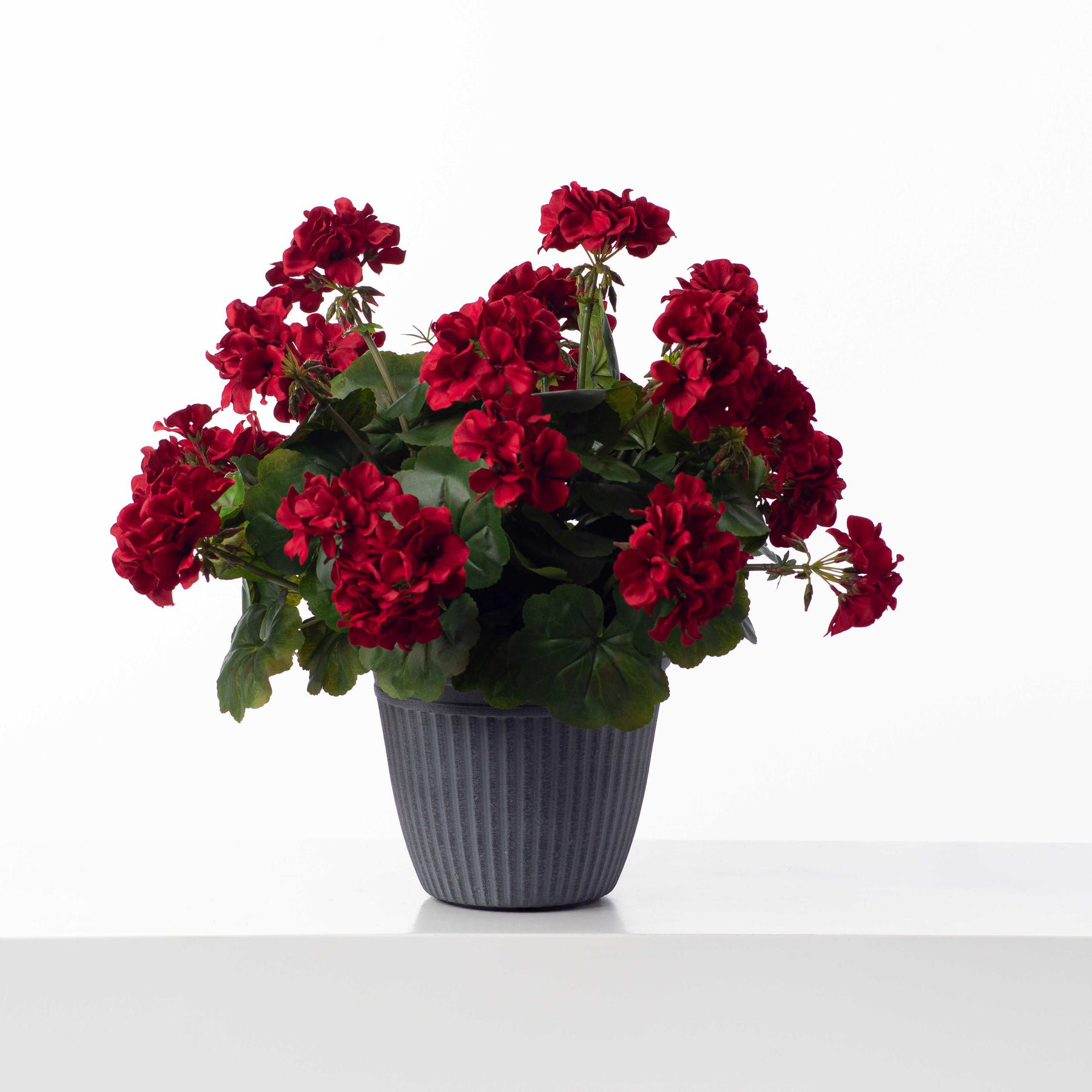 Primrue Red Geranium Floral Arrangement in Pot | Wayfair