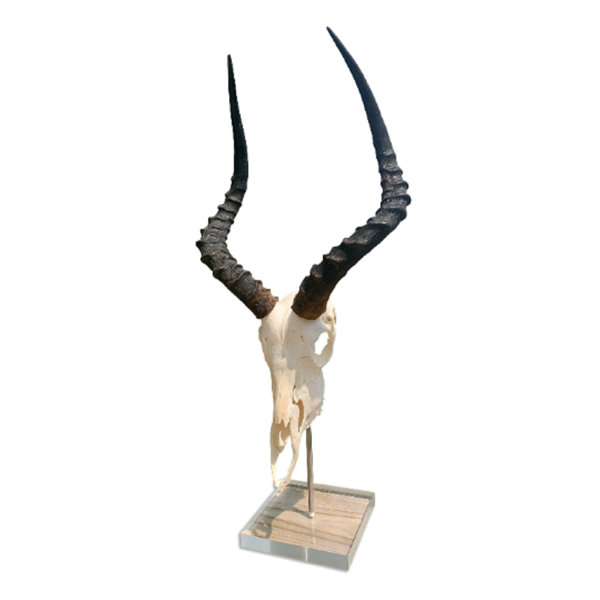 Foundry Select Genuine African Impala Skull on Base | Wayfair