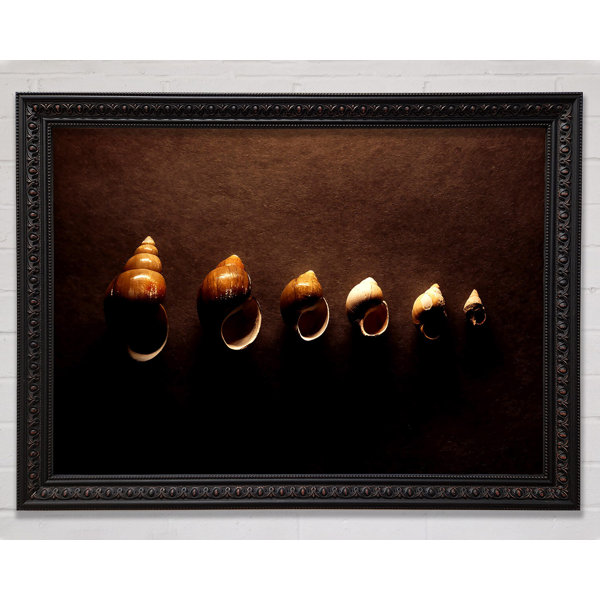 August Grove Snail Shells - Single Picture Frame Art Prints | Wayfair.co.uk