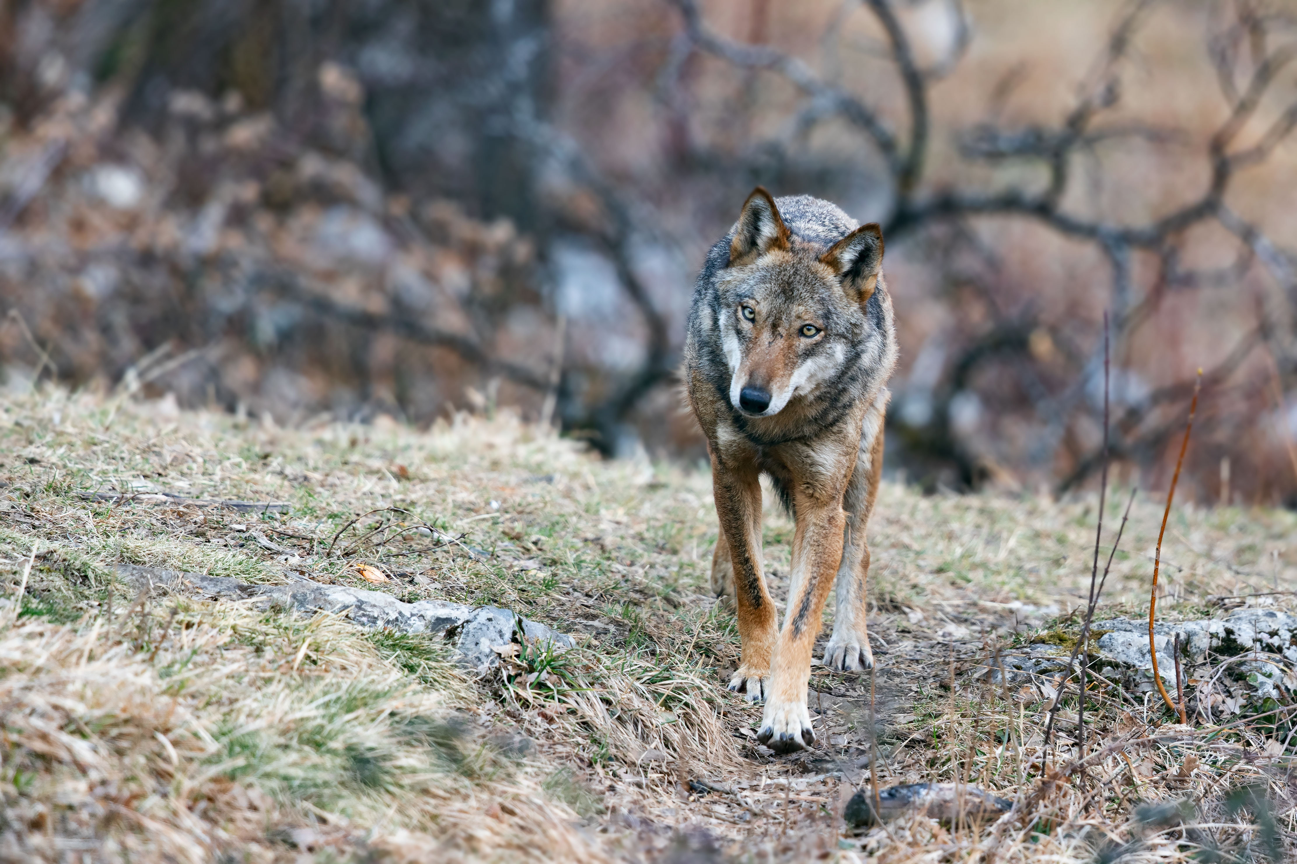 Millwood Pines Apennine Wolf - Wayfair Canada