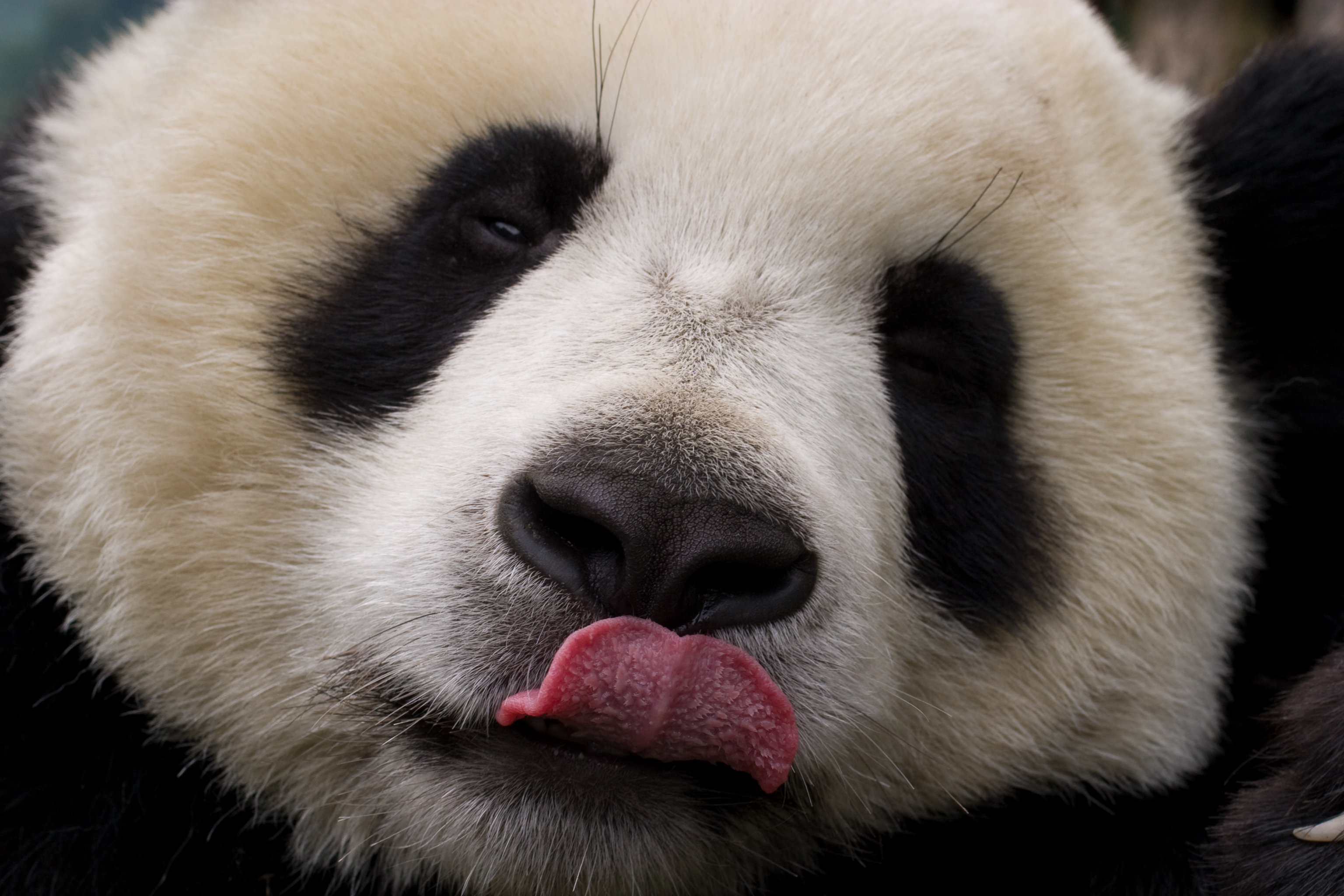 Ebern Designs Licking Panda by Jasonmooy | Wayfair
