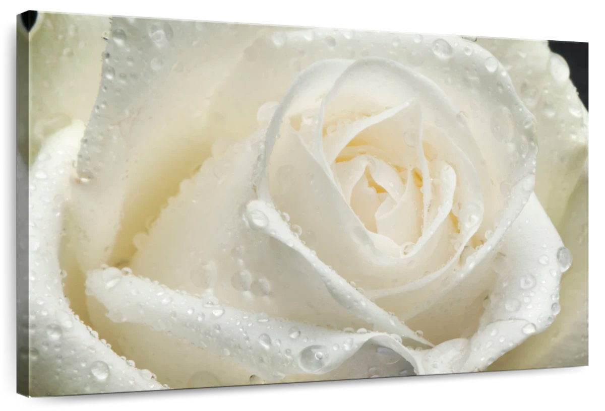 Lark Manor Harnek Dewy White Rose - Wayfair Canada