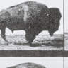 Loon Peak® Buffalo Walking by Eadweard Muybridge Hand Embelished ...