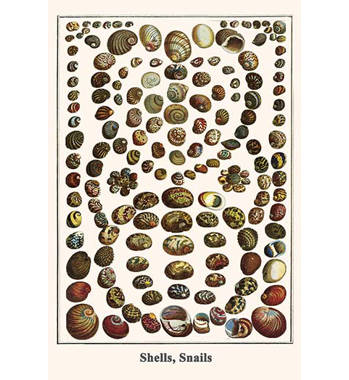 Buyenlarge Shells Snails by Albertus Seba Print | Wayfair