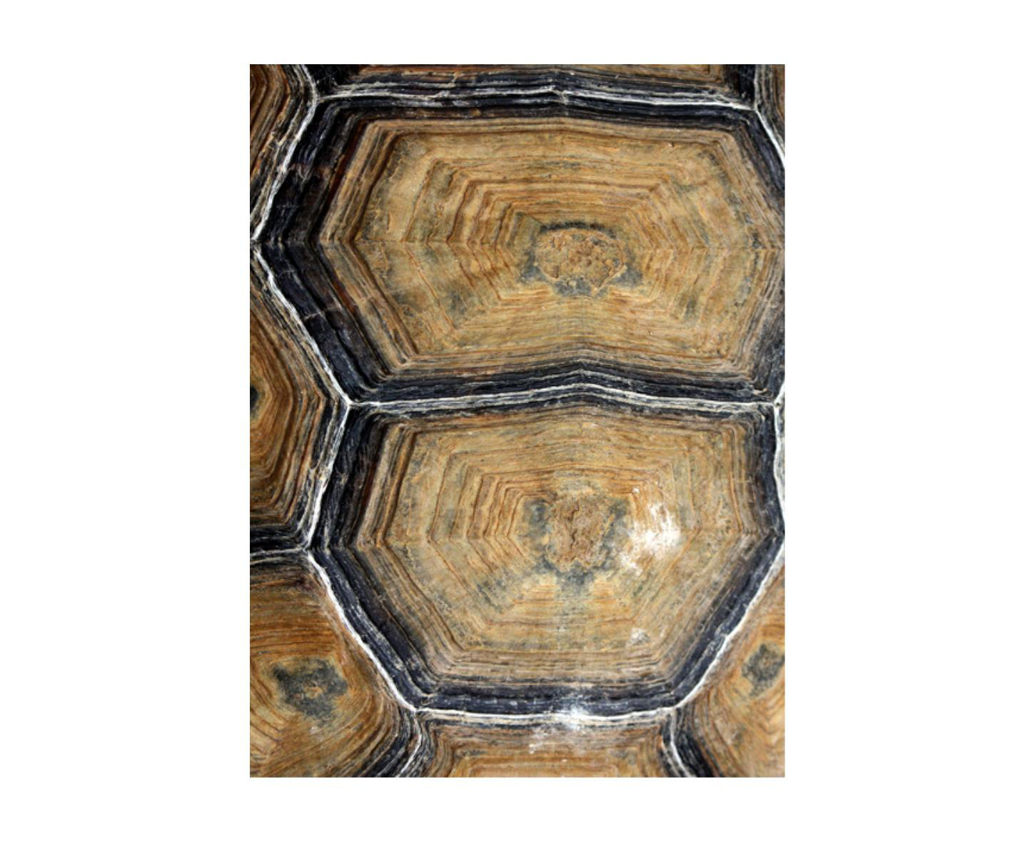 Chelsea Art Studio Carapaced Motif IV by Austin Beiv - Graphic Art ...