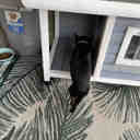 Tucker Murphy Pet™ Chayce Gray Wood Dog House & Reviews | Wayfair