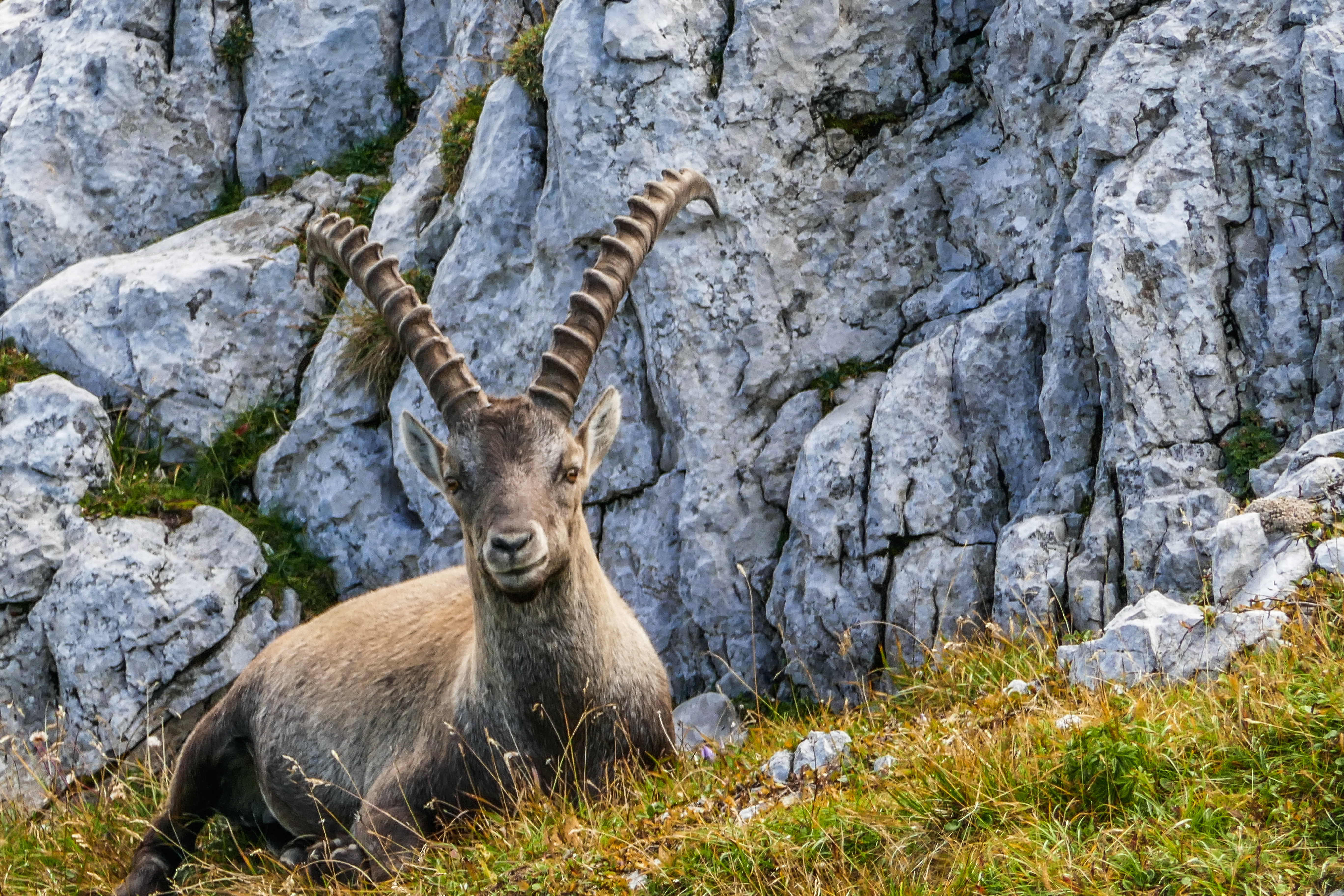 Alpen Home Ibex Sitting In Meadow by Andreasgaertner - Wrapped Canvas ...