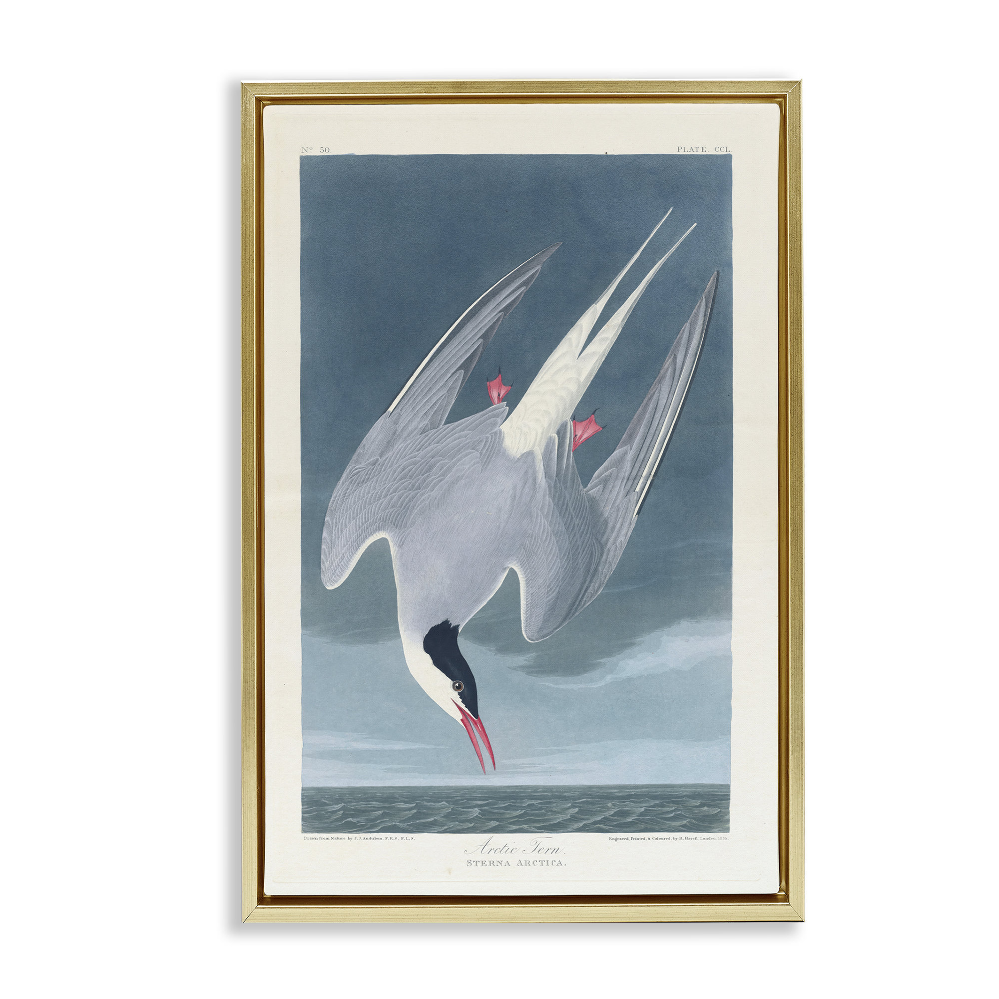 Highland Dunes Classic Arctic Tern Bird Framed Floater Canvas by ...