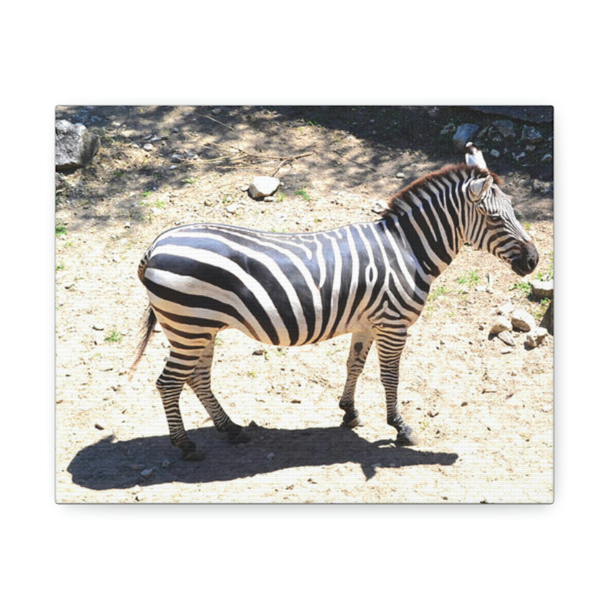 Latitude Run® Zebra Stretched Canvas - Wayfair Canada