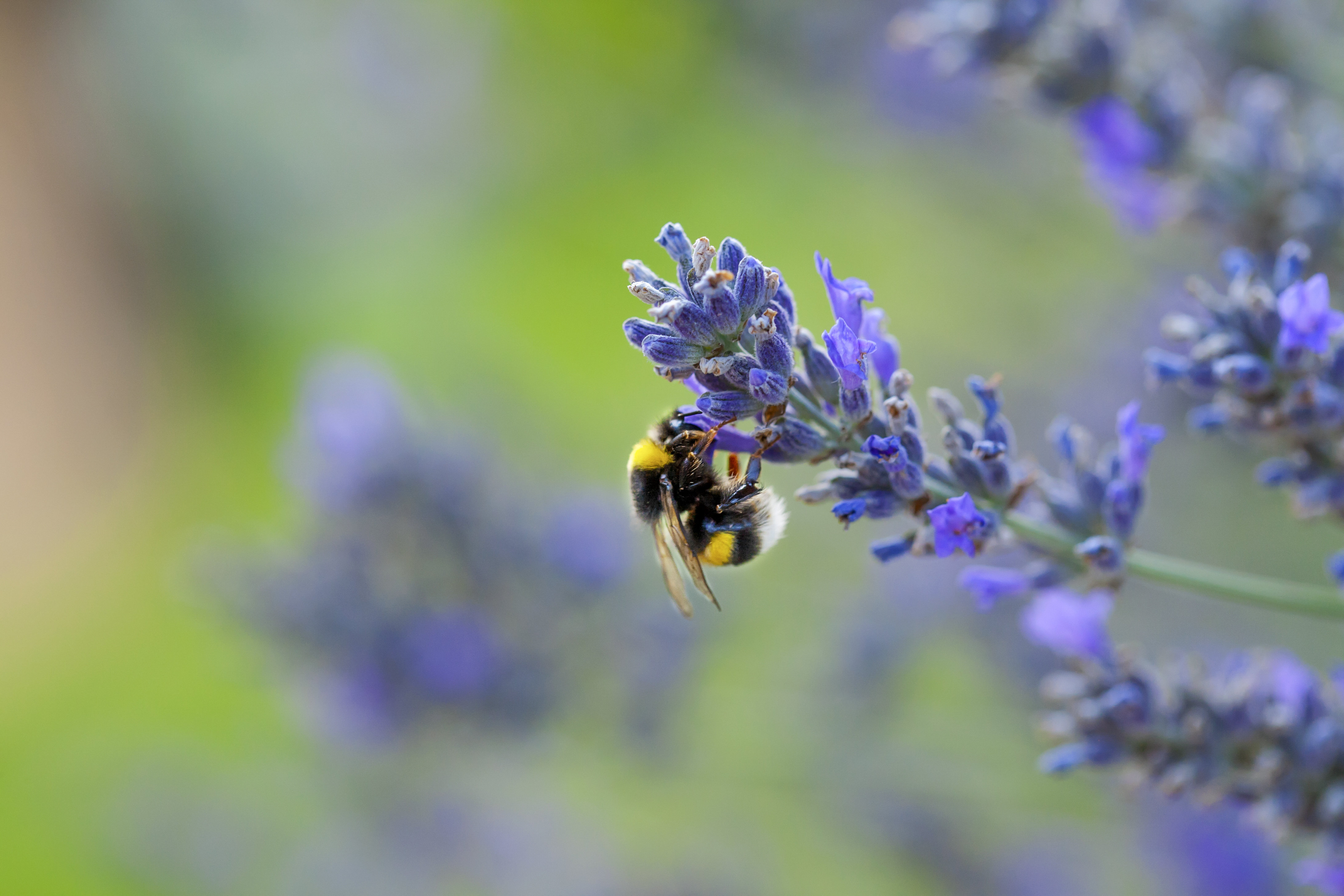 Gracie Oaks Wild Bee - Wayfair Canada