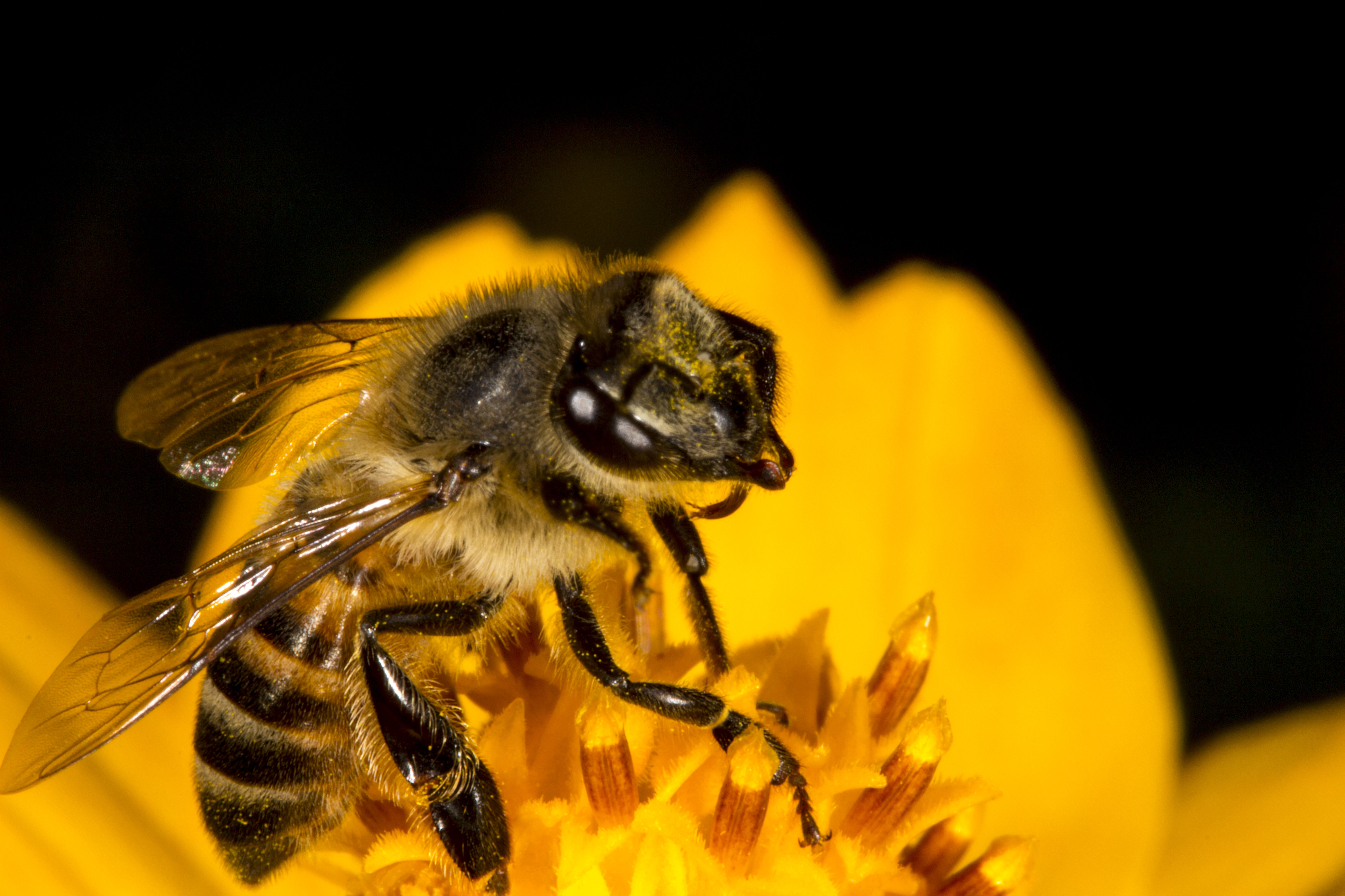 Gracie Oaks Honey Bee - Wayfair Canada