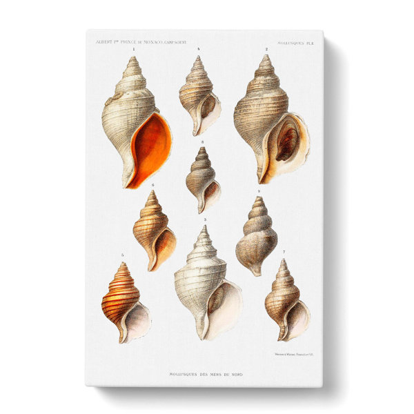 East Urban Home Selection Of Conch Shells by Albert I - Wrapped Canvas ...