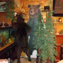 Advanced Graphics Brown Bear Cardboard Stand-Up & Reviews | Wayfair