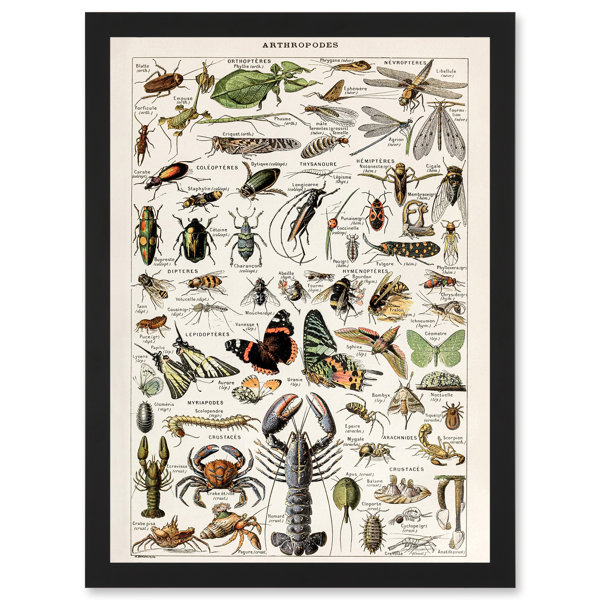 August Grove Millot Encyclopedia Arthropods Exoskeletal Animals Nature ...