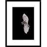 Global Gallery 'Sebas Short-Tailed Bat Flying, Michigan' Framed ...