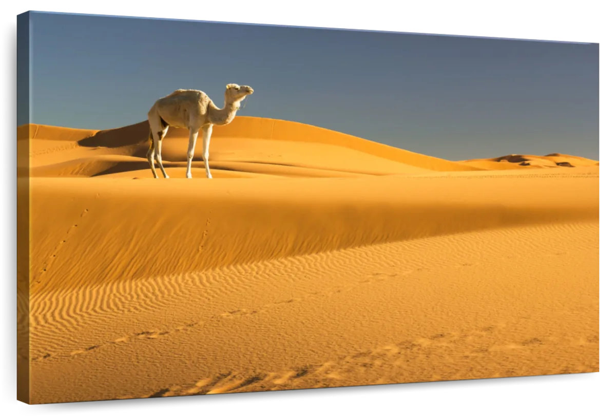 Elephant Stock Sahara Desert Camel | Wayfair
