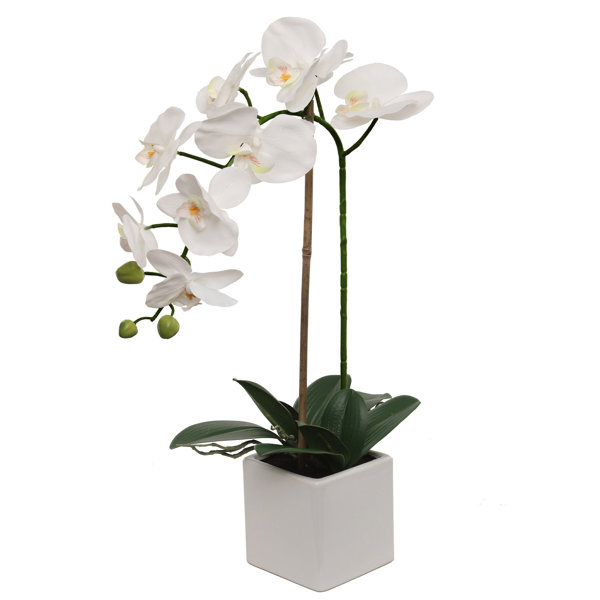 Primrue White Phalaenopsis In 5" Cube White Pot, Elegant Lifelike ...