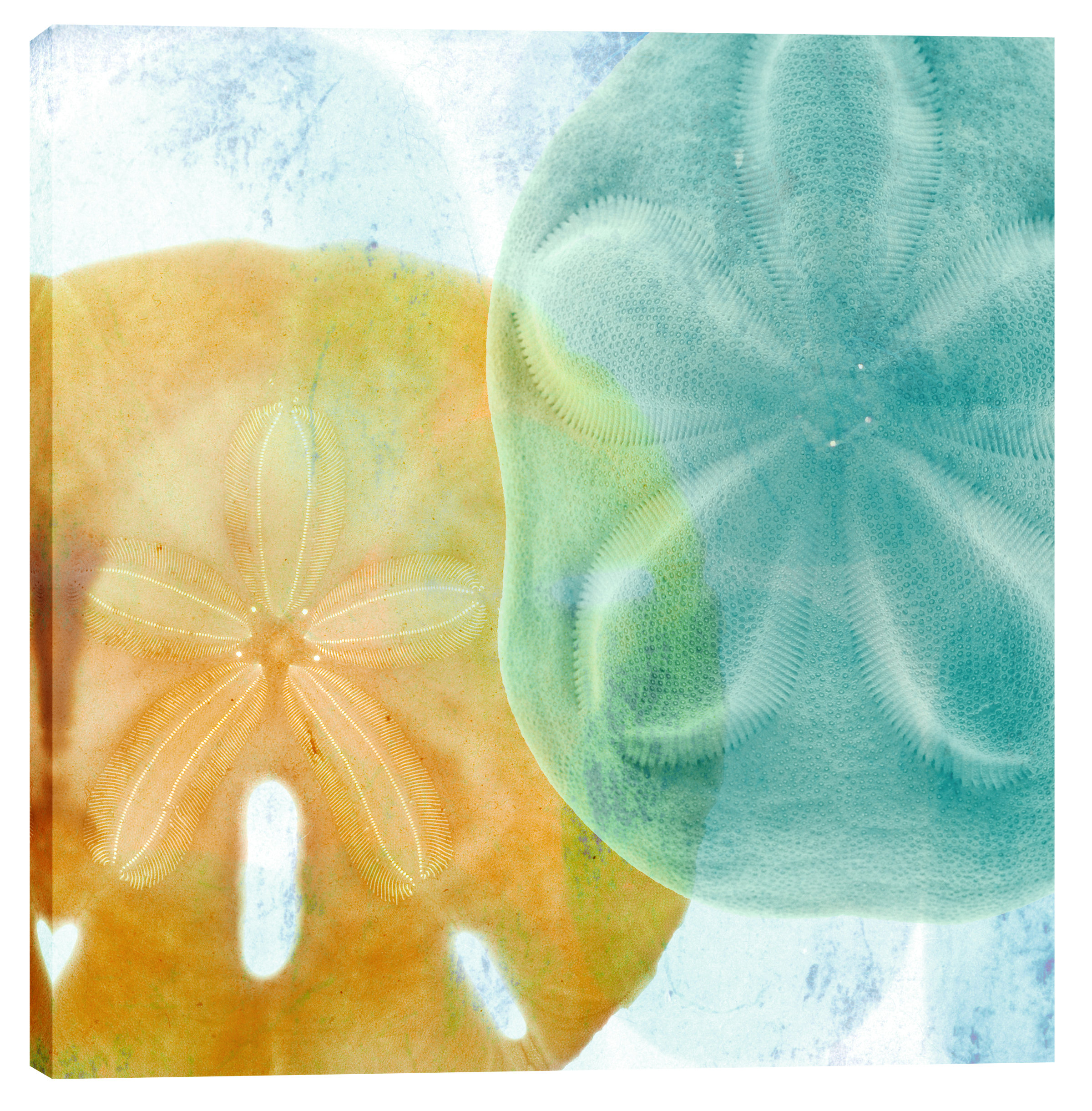 Epic Graffiti "Luminous Seashells" by Elena Ray Graphic Art on Canvas ...