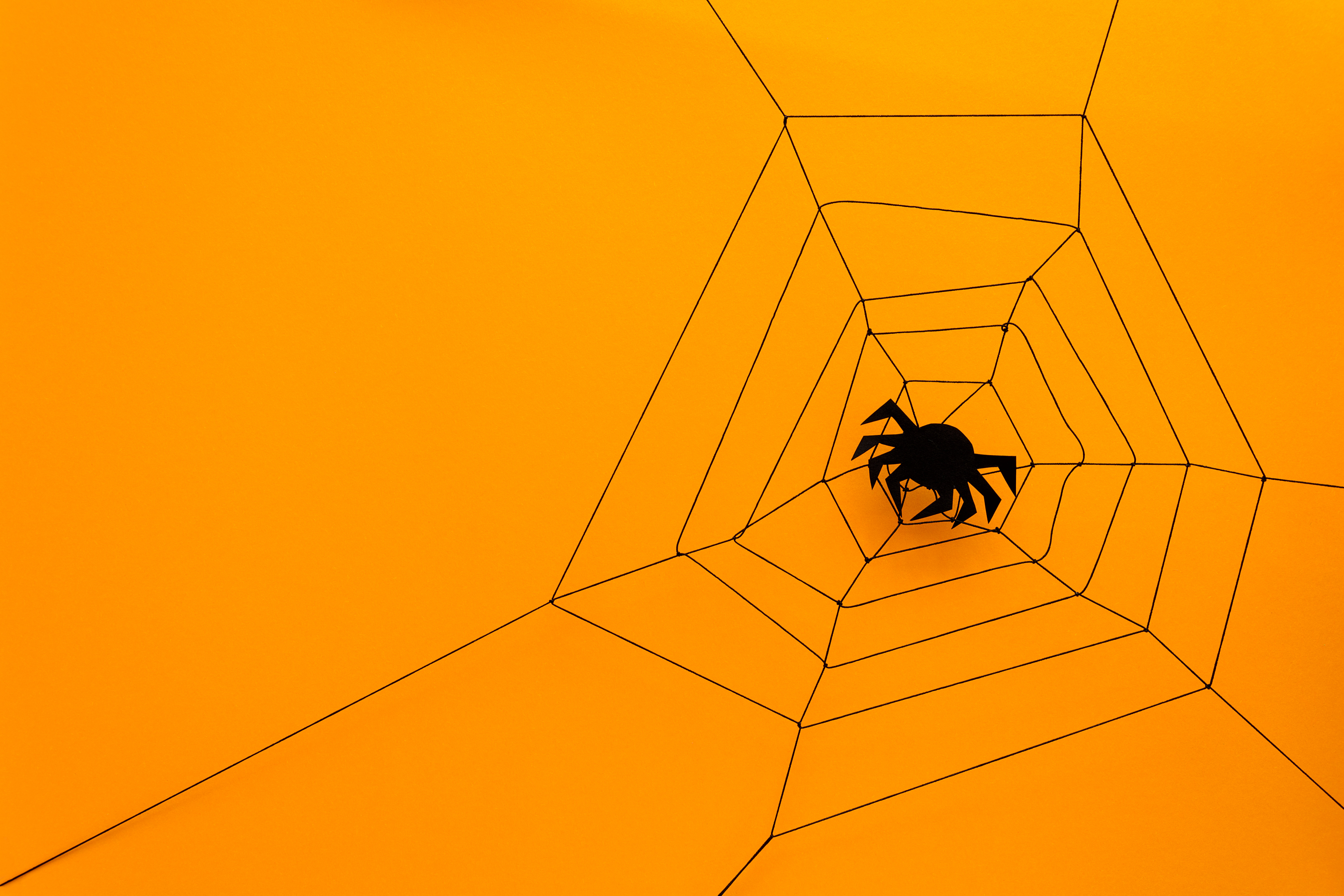 Hokku Designs Fleurimon Black Paper Spider With Web On Canvas ...