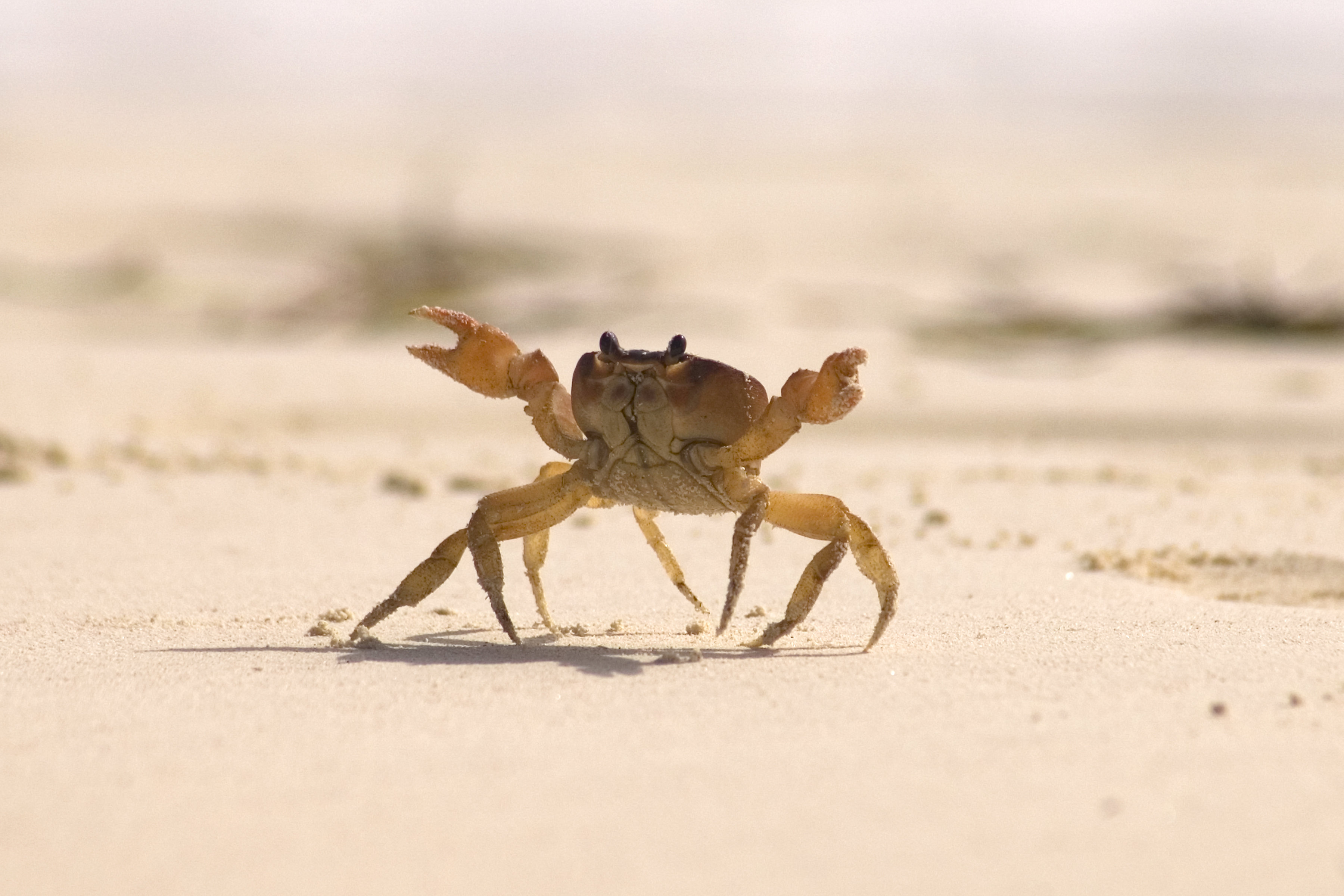 Highland Dunes Crab Dance by Hbmkmurphy - Wrapped Canvas Photograph ...