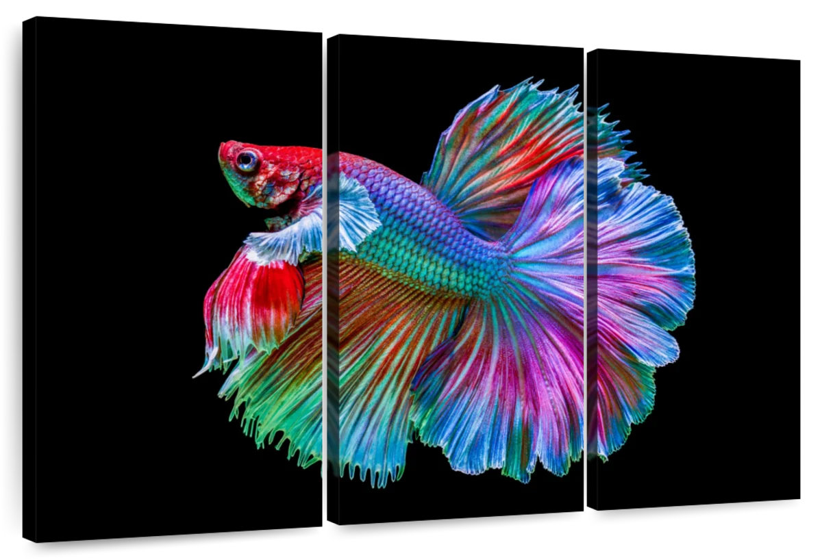 Ebern Designs Brampt Chromatic Betta Fish | Wayfair