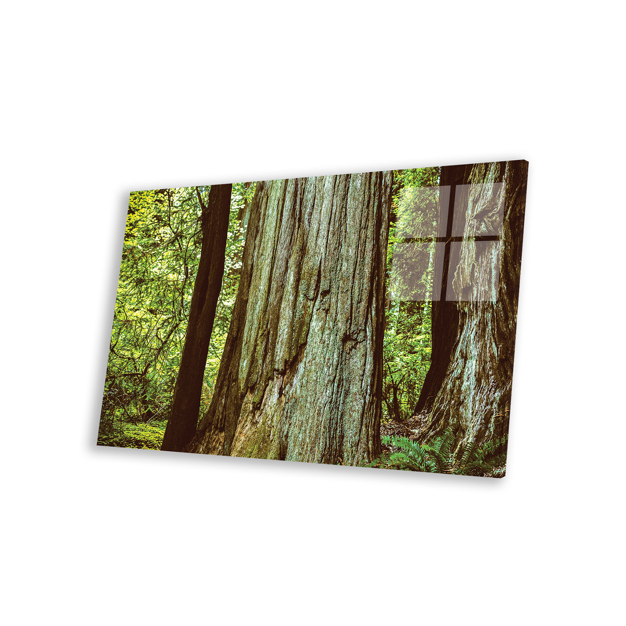 Millwood Pines Ancient Beauty Northern California Redwoods Print On ...