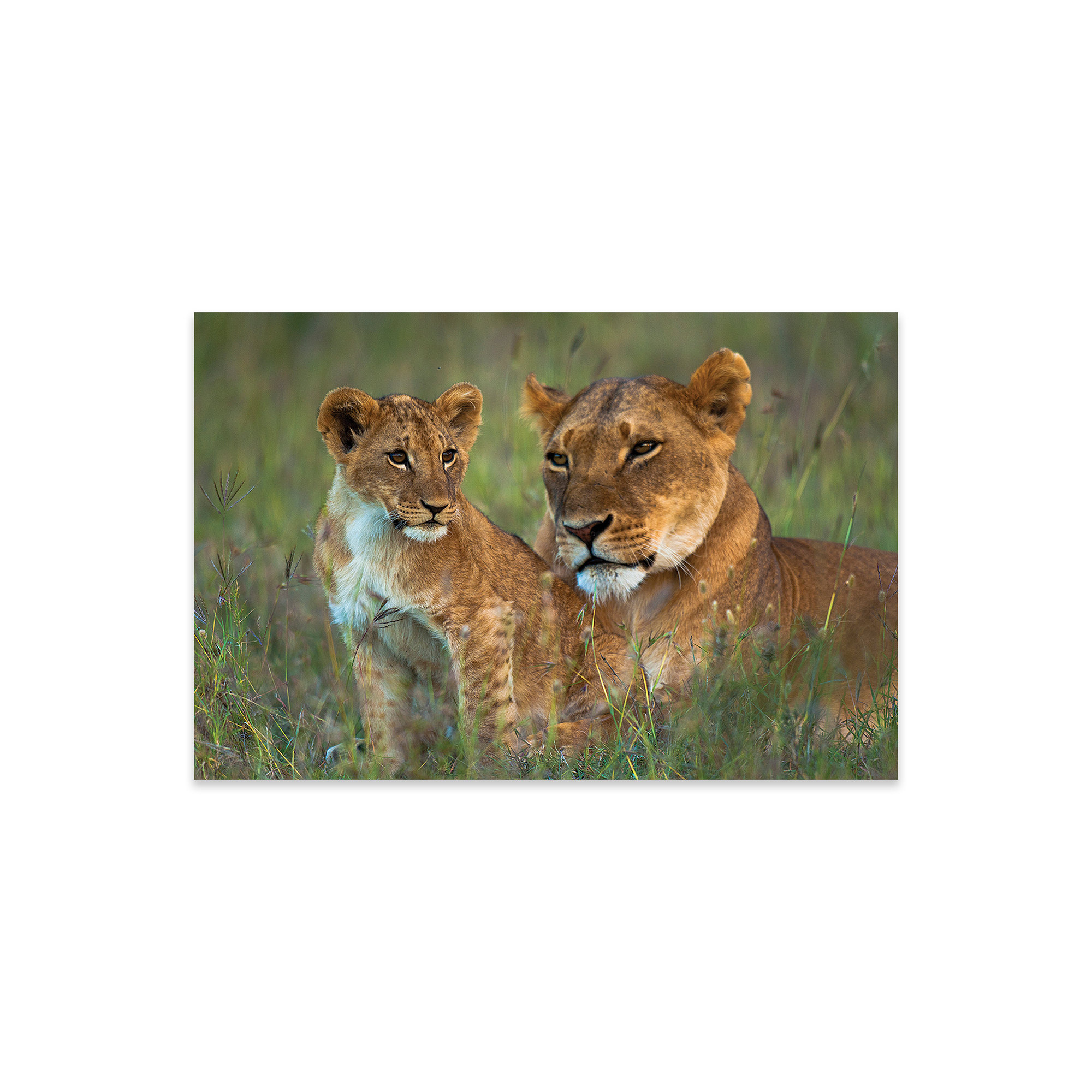 Ebern Designs Lioness With Cub At Dusk, Ol Pejeta Conservancy, Kenya On ...