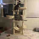 Archie & Oscar™ Timmins 78.3" Multi-Level Cat Tree with Cat Scratching ...