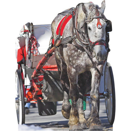 Wet Paint Printing SS11122 White Horse Drawn Carriage Stand In ...