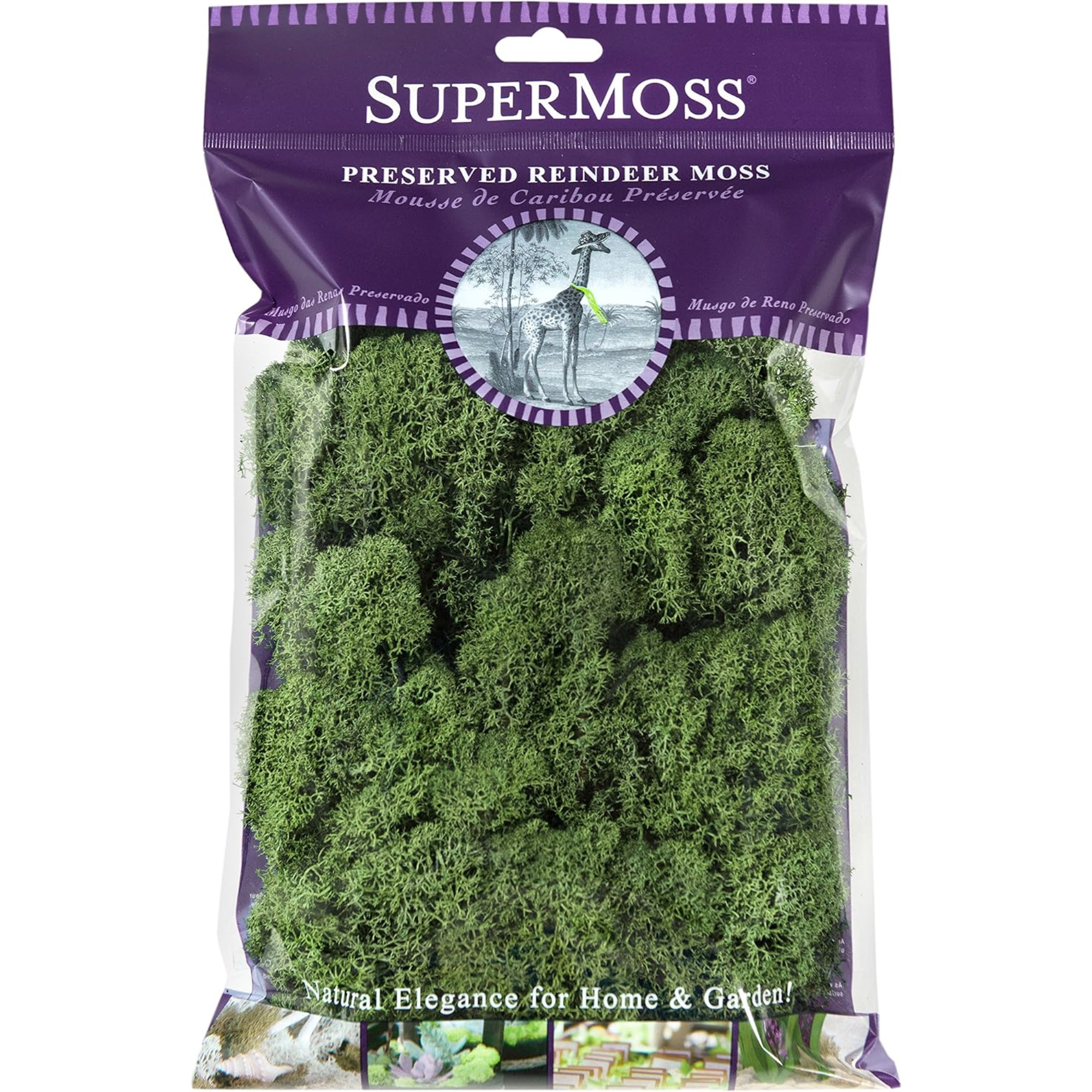 Super Moss SuperMoss Preserved Reindeer Moss, Basil, Approx. 2oz | Wayfair