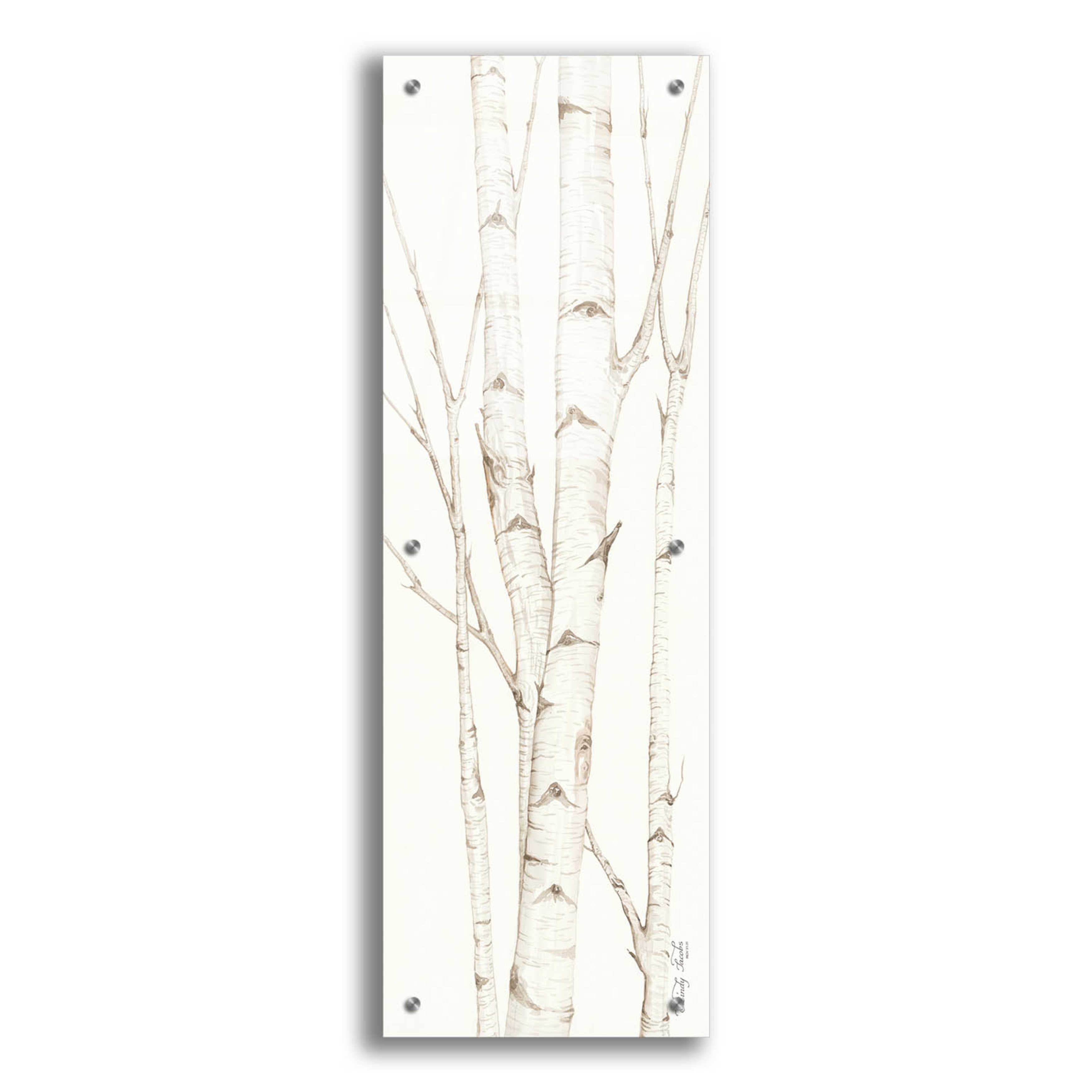 Millwood Pines Birch Trees II by Cindy Jacobs - Unframed Panoramic ...