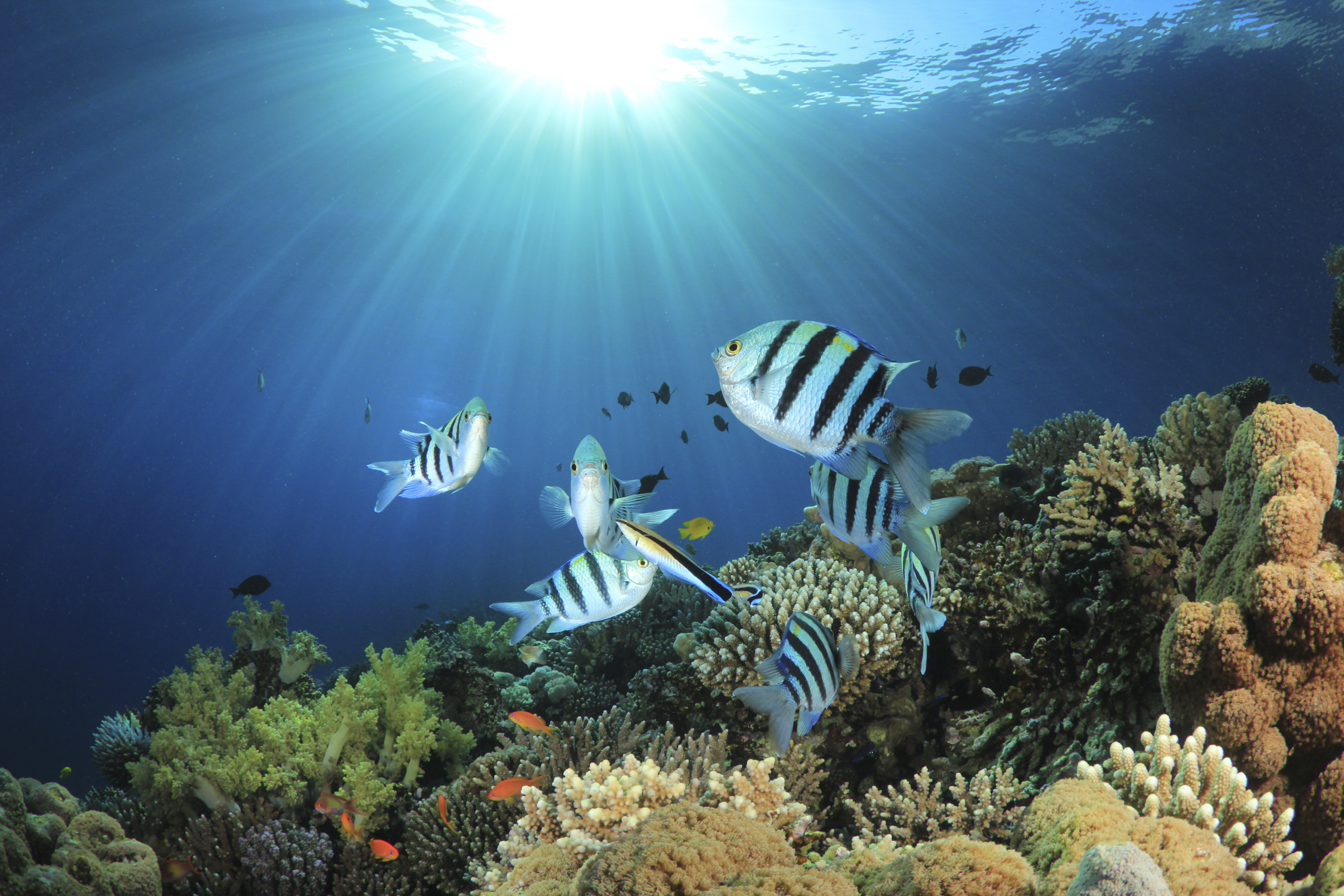 Rosecliff Heights Krikoris Tropical Fish by Richcarey | Wayfair