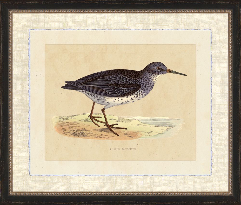 Wendover Art Group Purple Sand Piper - Picture Frame Painting on Paper ...