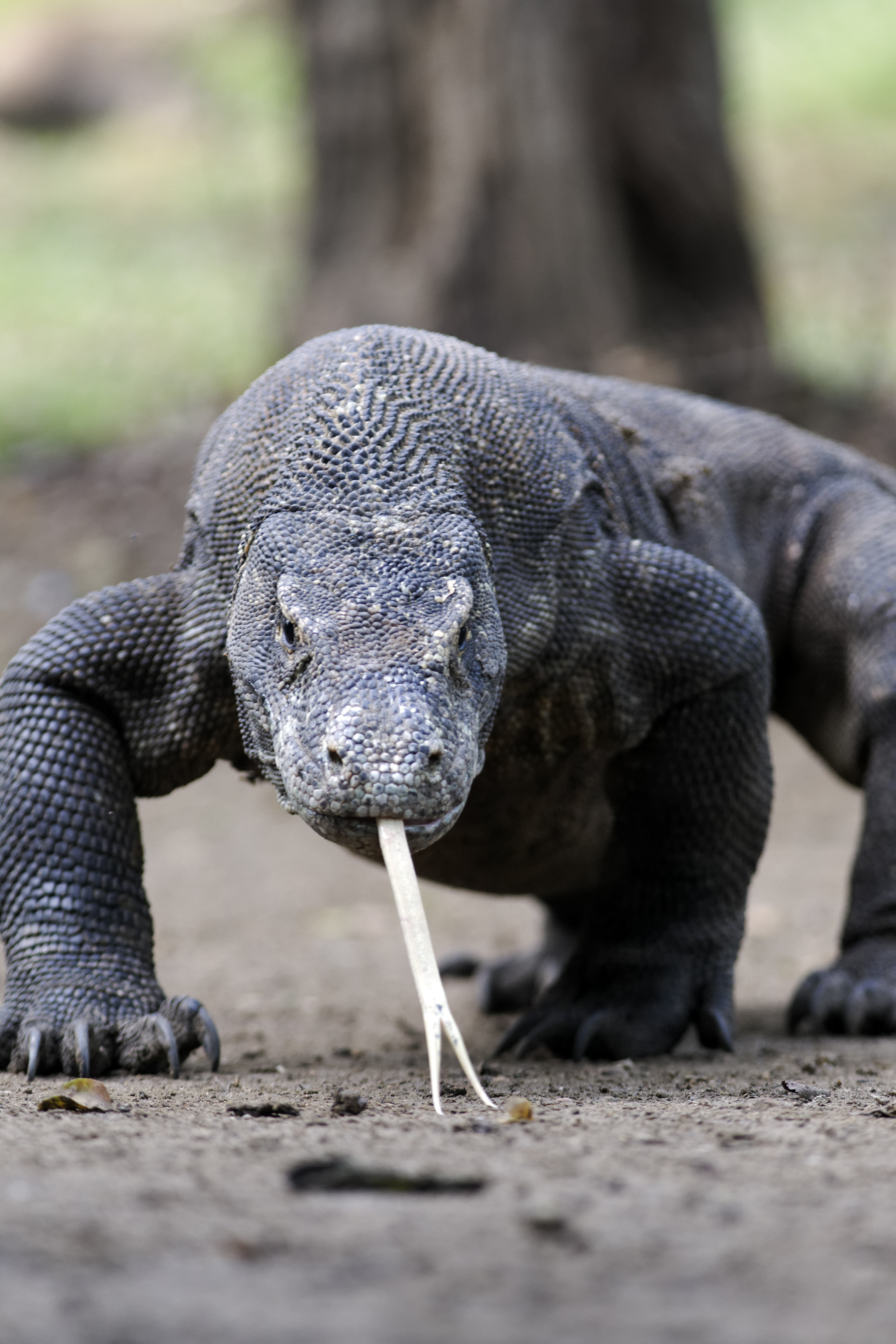 Ebern Designs Komodo Dragon - Wayfair Canada